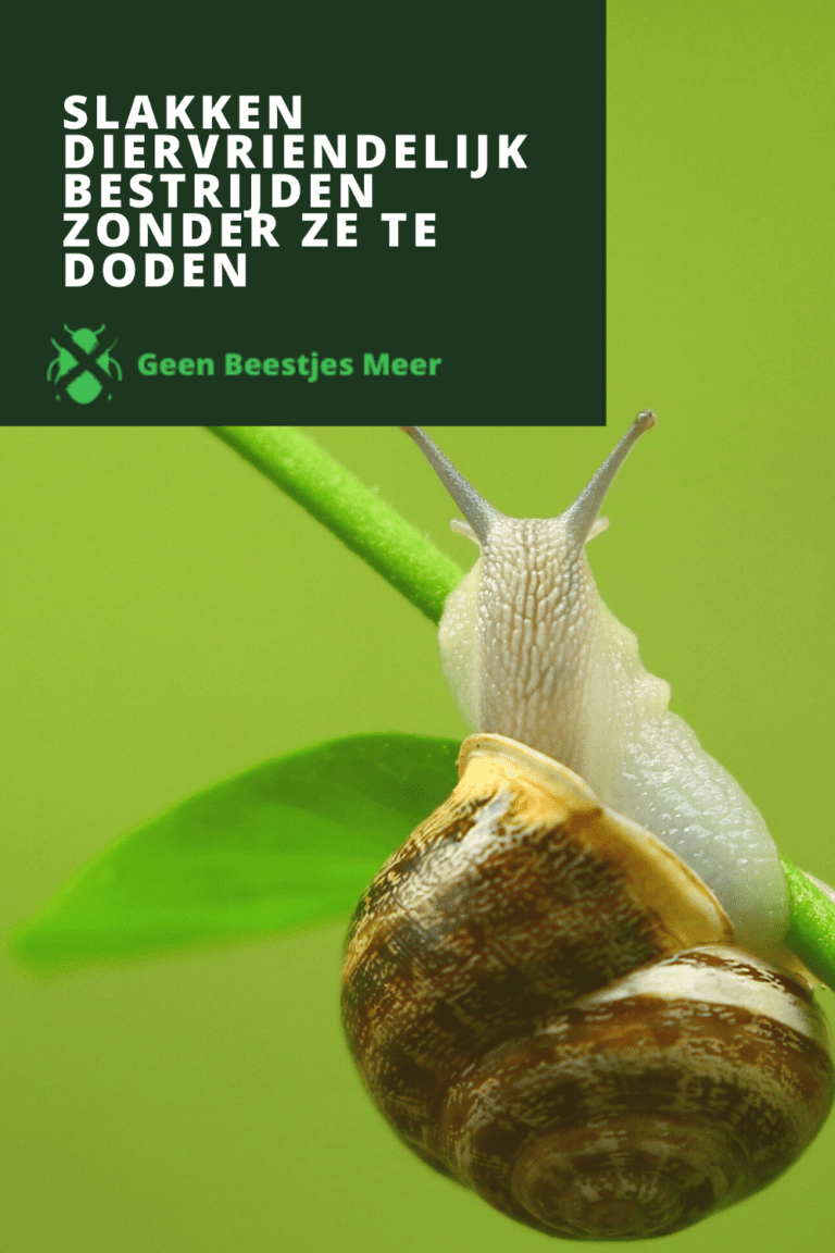 Slakken diervriendelijk bestrijden zonder ze te doden - Geen Beestjes Meer!