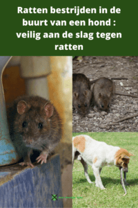 Ratten bestrijden in de buurt van een hond: veilig aan de slag tegen ...